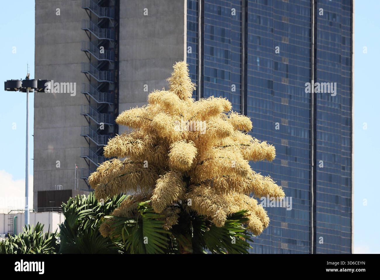 Talipot palm trees flourish in Rio de Janeiro. A Talipot palm Corypha ...