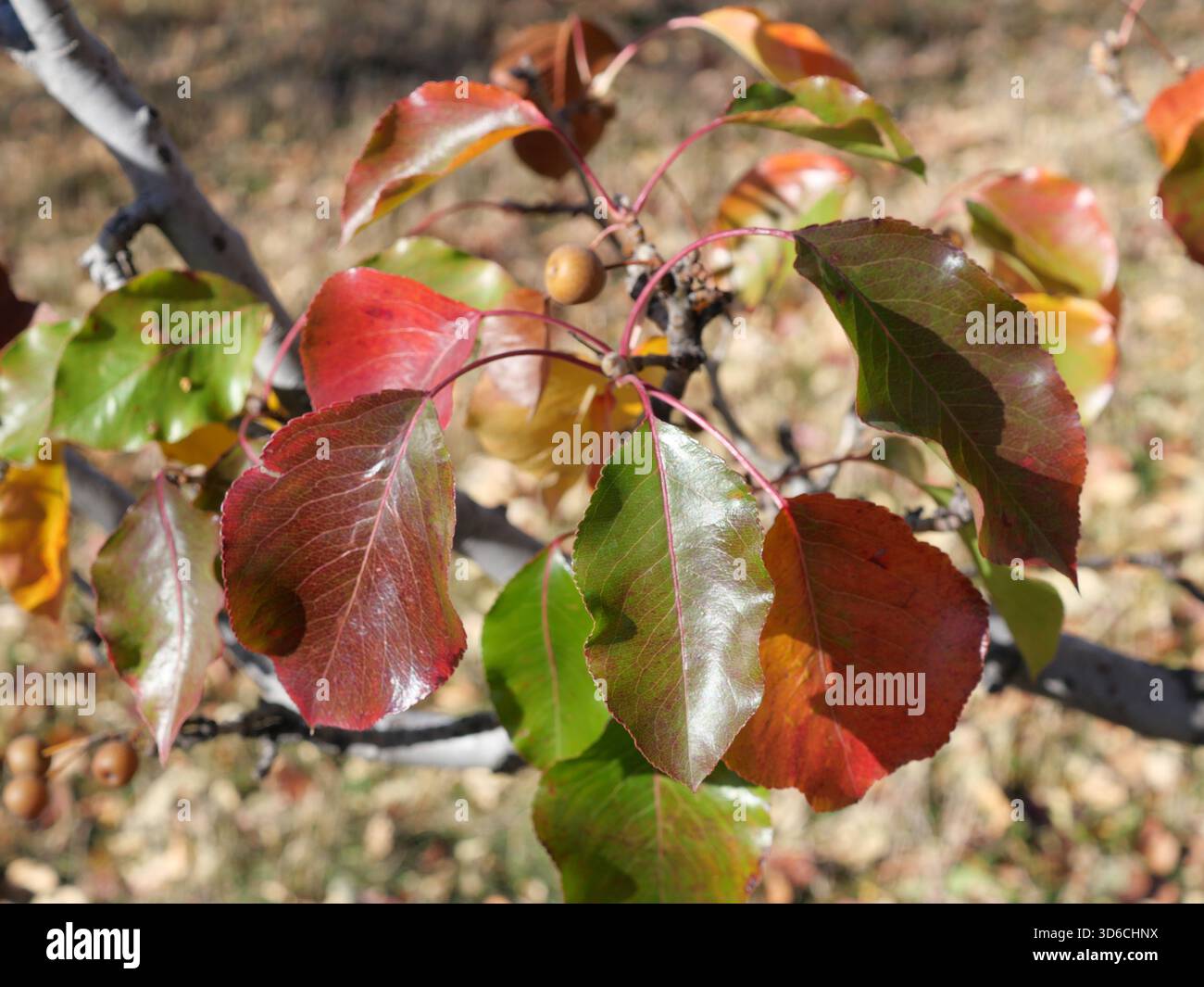 Colorful Autumn Leaves of Stonehill Pear (Pyrus calleryana ‘Stonehill ...
