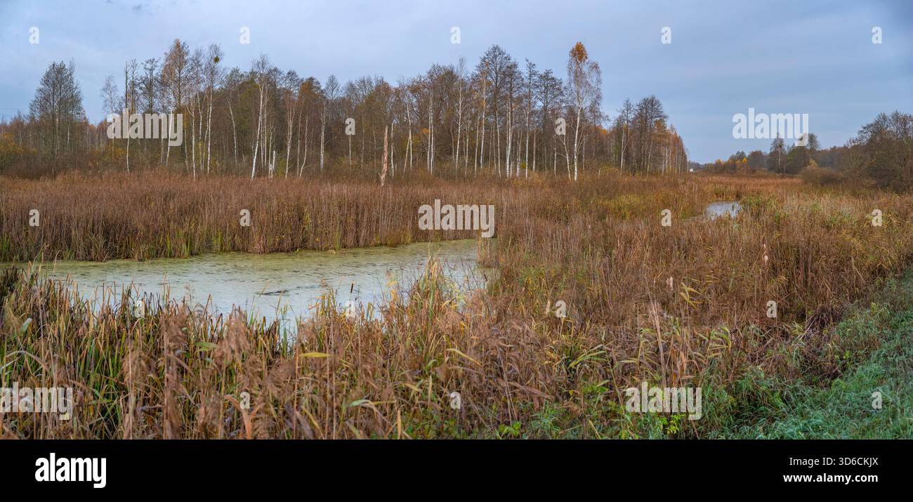 autumn swamp in the forest landscape Stock Photo - Alamy