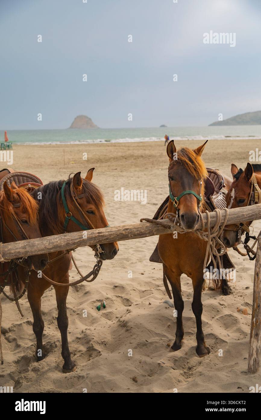 Peruvian horses on the ocean beach. Peru Stock Photo - Alamy