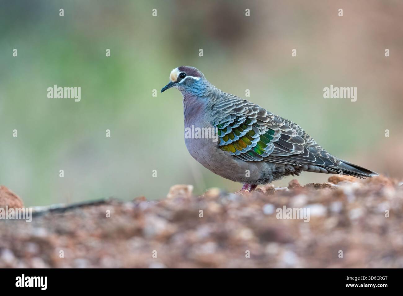 Common bronzewing pigeon (Phaps chalcoptera), Perth, Western Australia ...