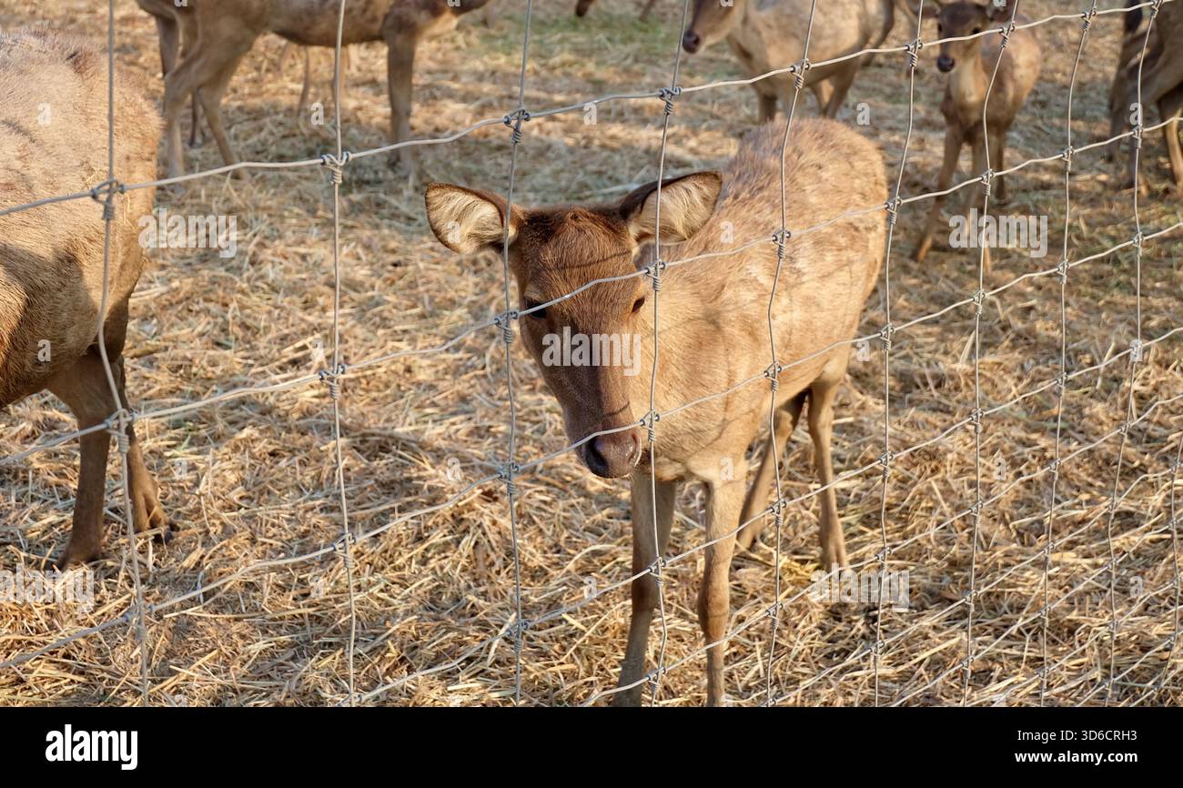 Young Brown Deer Standing Behind Wire Fence Enclosure Stock Photo - Alamy