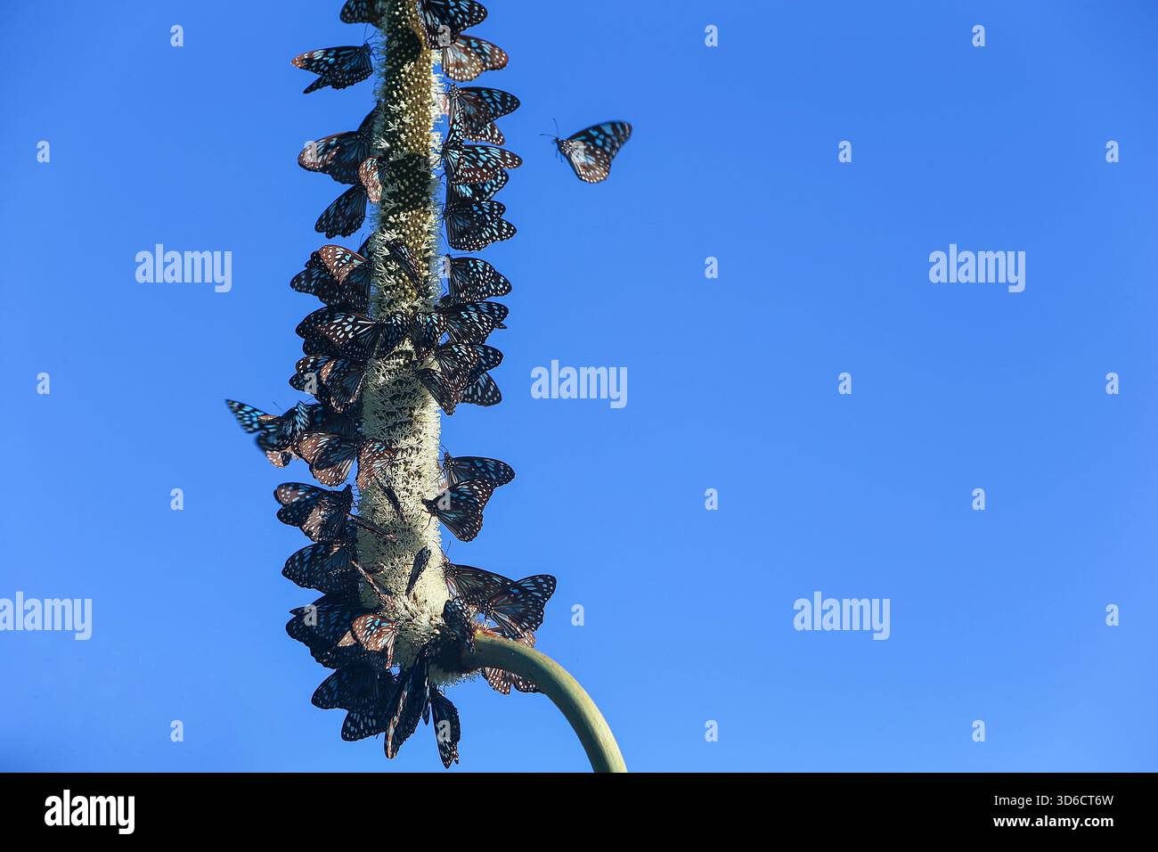 Hamilton Island is in the Whitsunday islands, located in the heart of ...