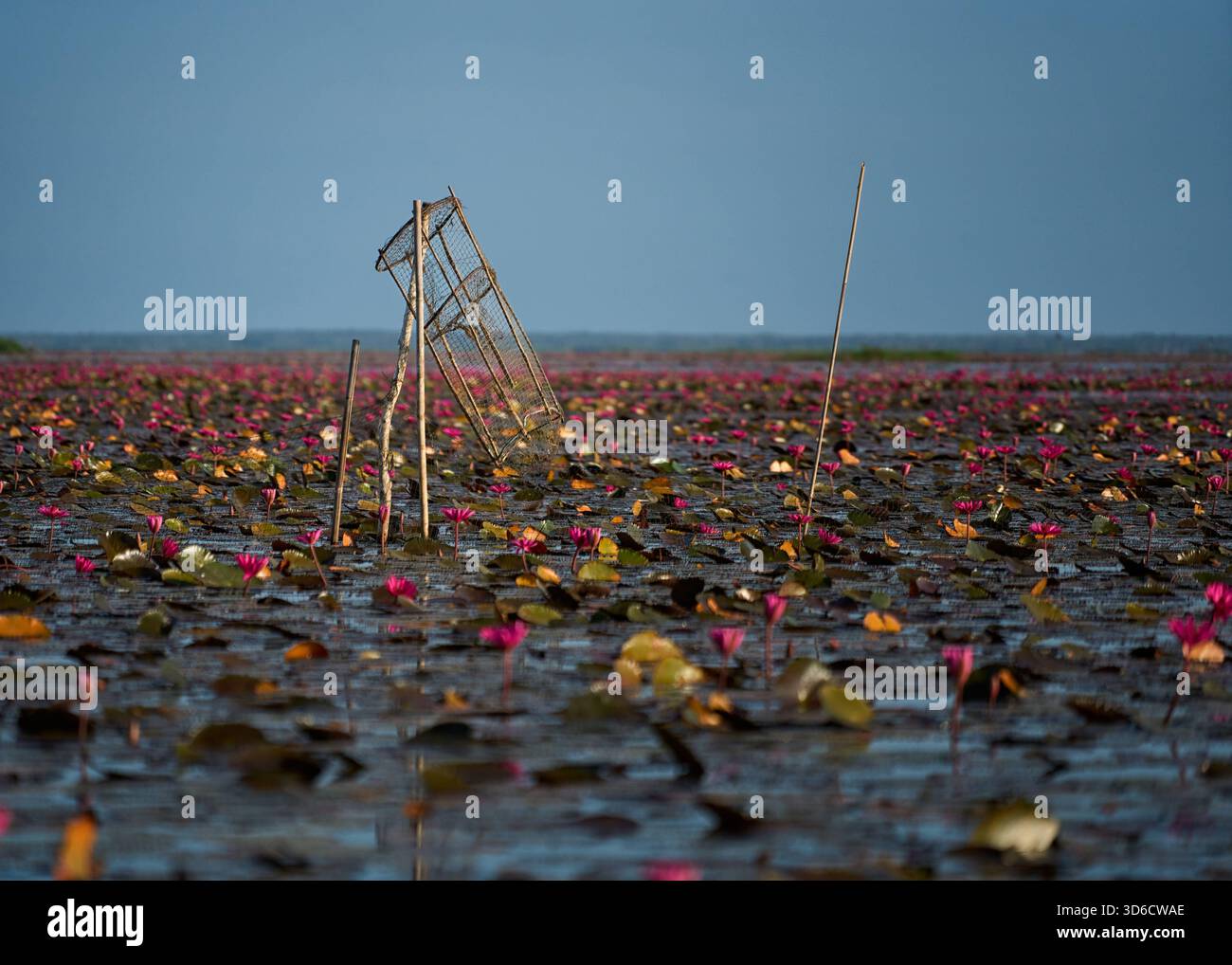 Thailand. Phattahlung. Water park. Water lily Stock Photo - Alamy