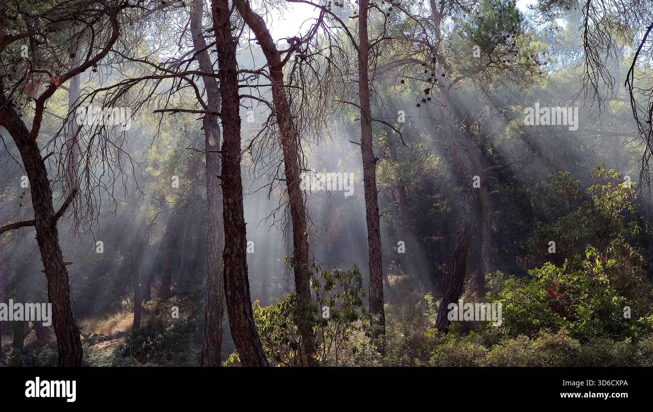 Sunbeams pierce through dense forest hi-res stock photography and ...