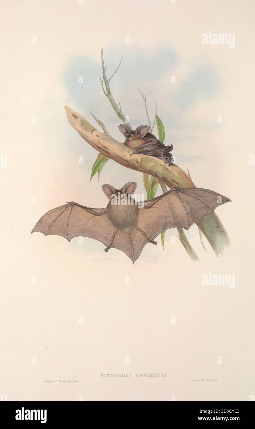 "Western Nyctophilus / Nyctophilus Timoriensis. The mammals of ...