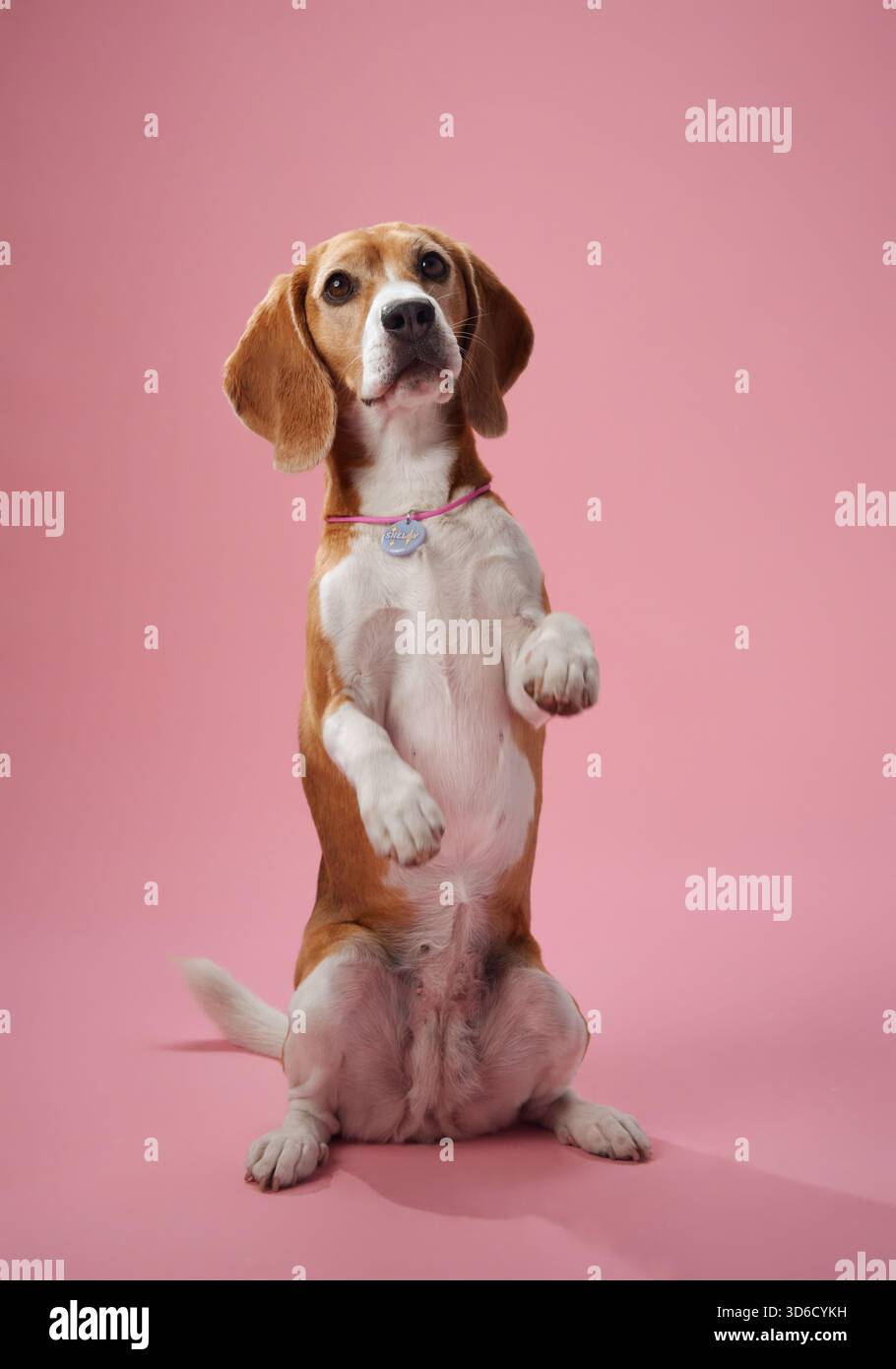 Beagle sits upright on hi-res stock photography and images - Alamy