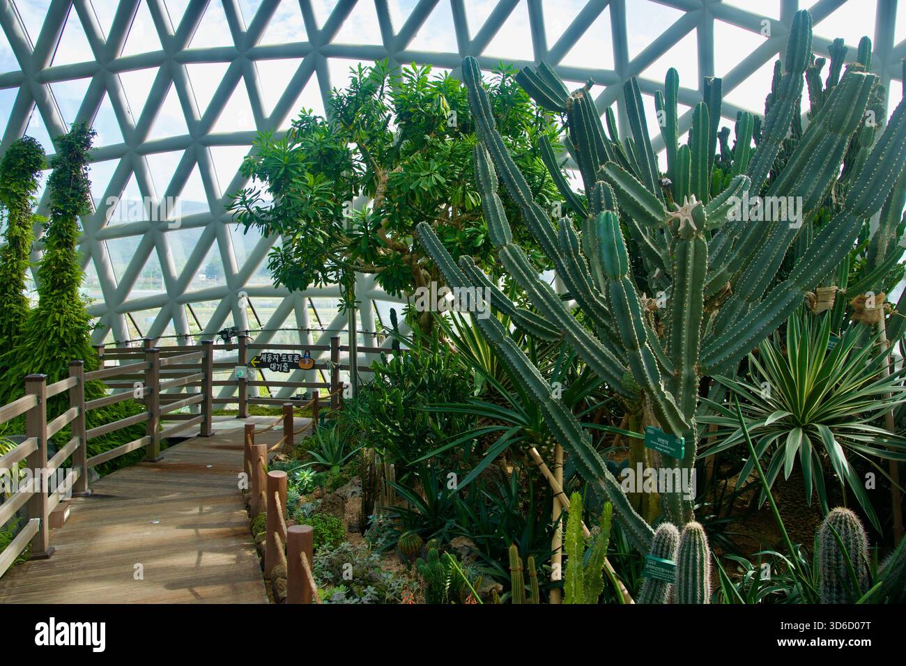 Tall cacti and succulents line a wooden boardwalk inside the Geoje ...