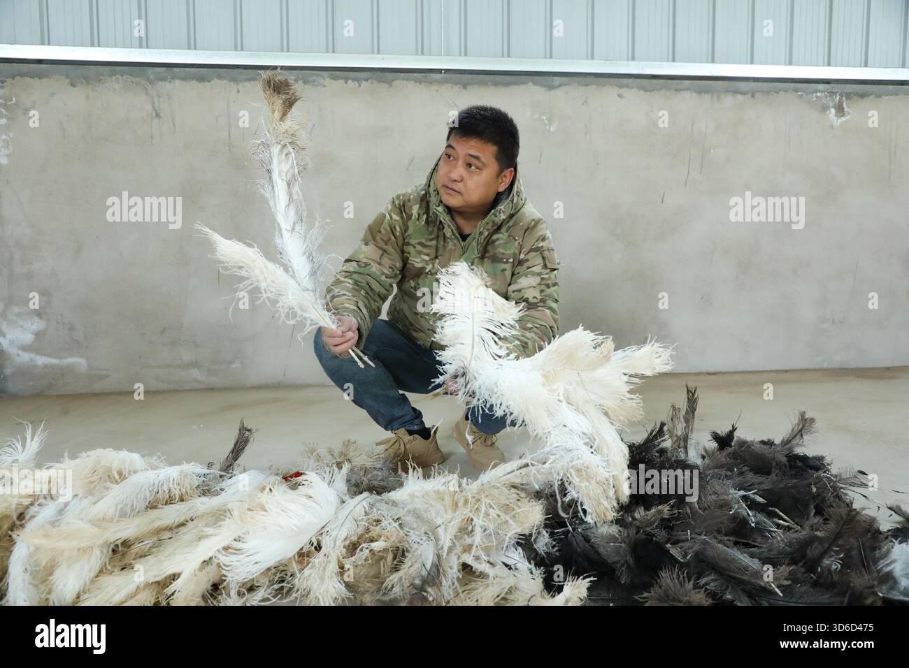 **CHINESE MAINLAND, HONG KONG, MACAU AND TAIWAN OUT** People work at an ostrich breeding base in ...