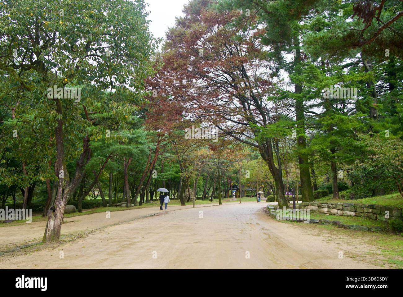 Tall trees arch above a wide sandy path inside Mungyeong Saejae ...