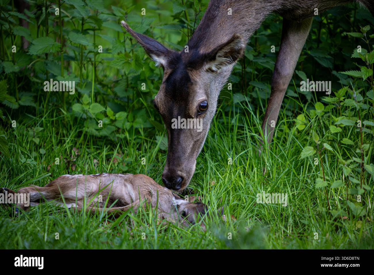 Rothirsche im Sauerland am 27.05.2023 Rotwild mit Jungtier im Wildpark ...