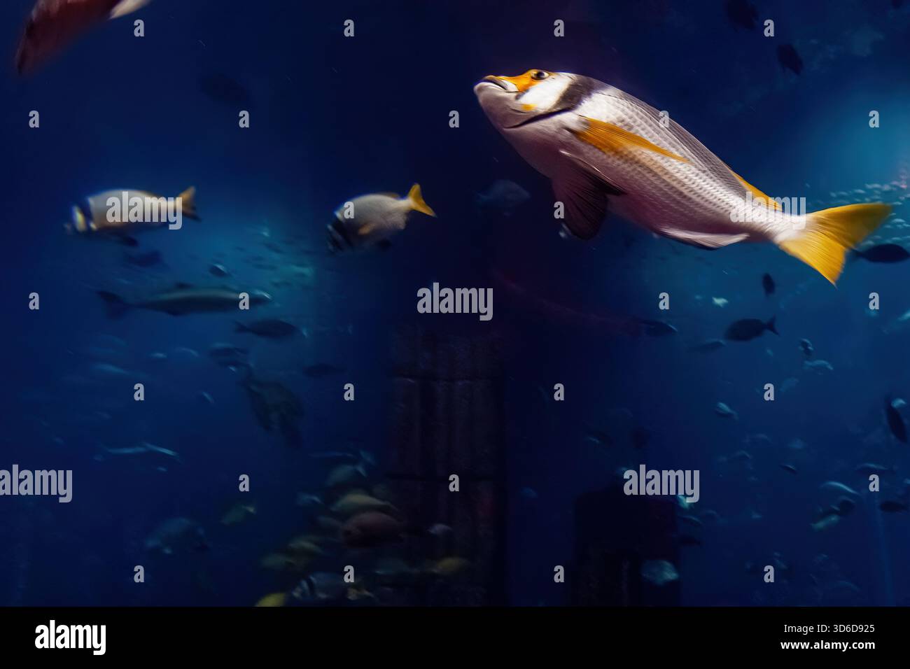 Colorful large cichlid fish hi-res stock photography and images - Alamy