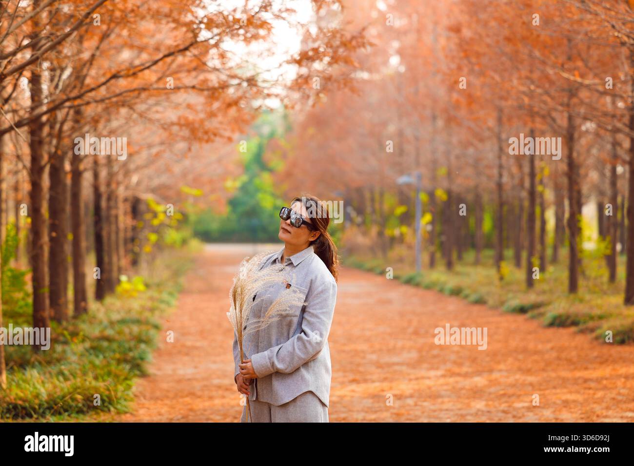 Metasequoia forest enters the best viewing time at a park in Rizhao ...
