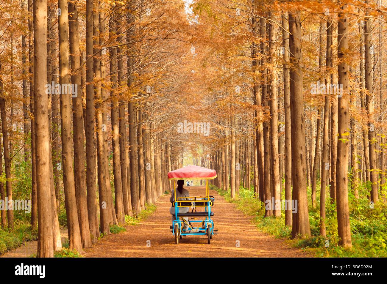 Metasequoia forest enters the best viewing time at a park in Rizhao ...