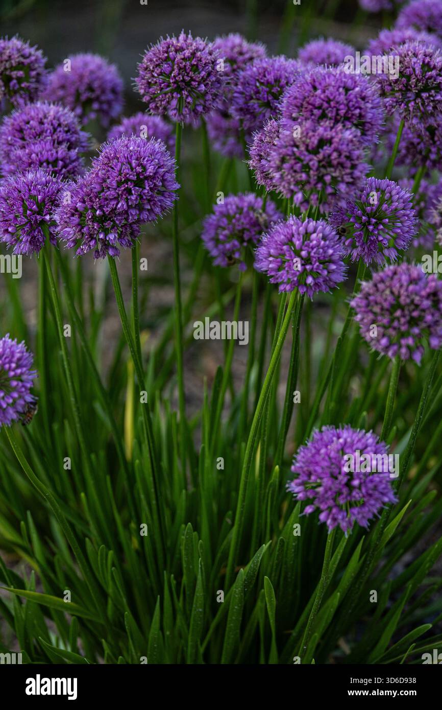Purple allium flowers in full bloom with tall green stems growing in a ...