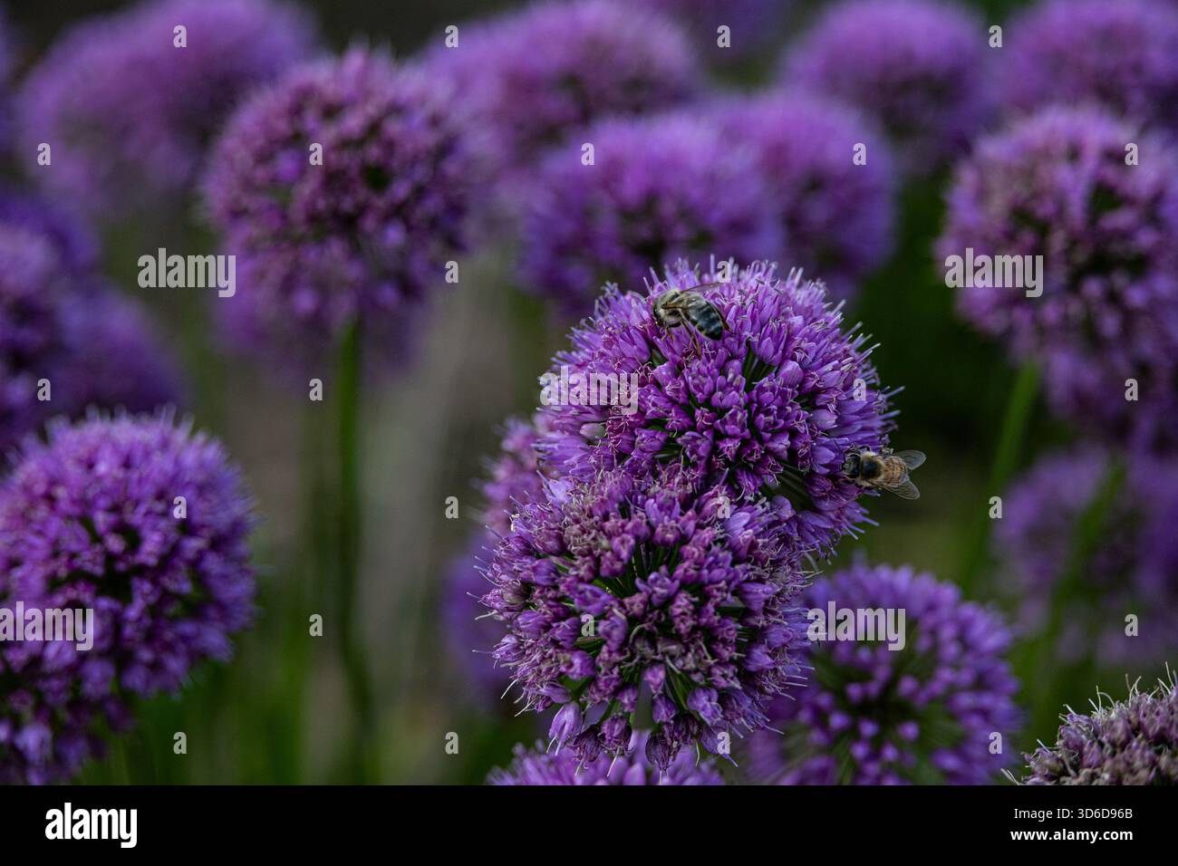 Cluster of purple allium flowers in full bloom with tall green stems ...