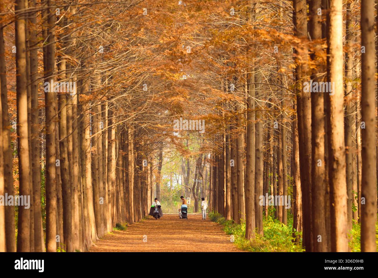 Metasequoia forest enters the best viewing time at a park in Rizhao ...