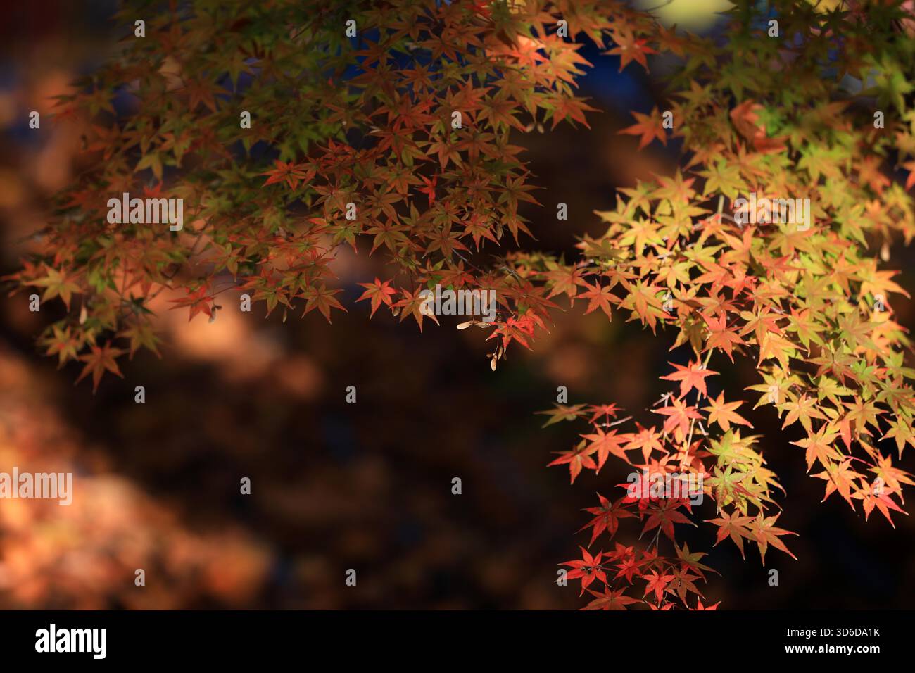 Maple trees in Huai'an City, east China's Jiangsu Province, 17 November ...