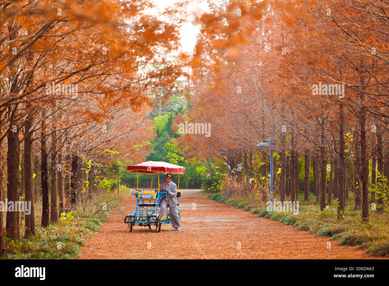 Metasequoia forest enters the best viewing time at a park in Rizhao ...