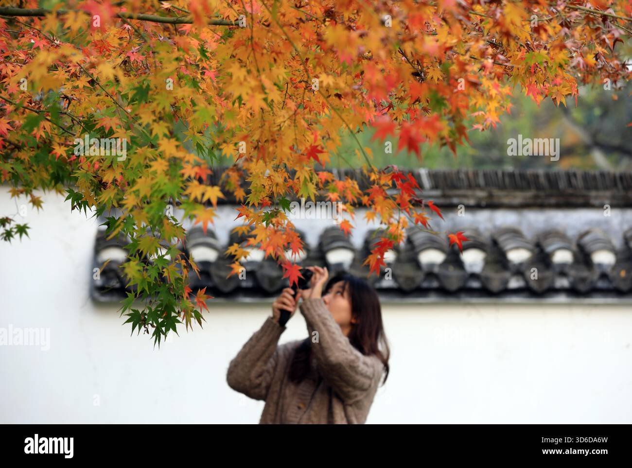 Maple trees in Huai'an City, east China's Jiangsu Province, 17 November ...