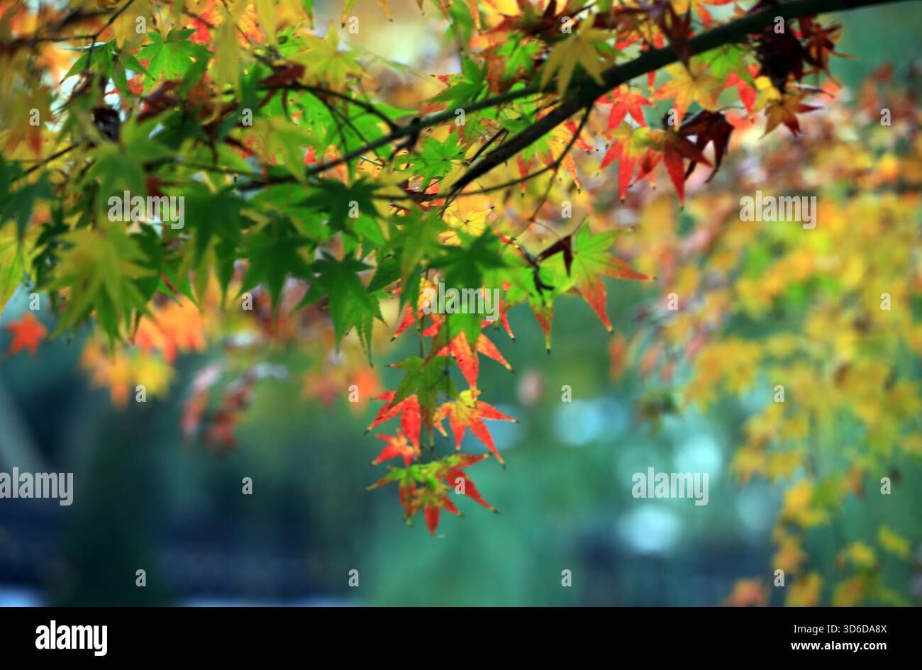 Maple trees in Huai'an City, east China's Jiangsu Province, 17 November ...