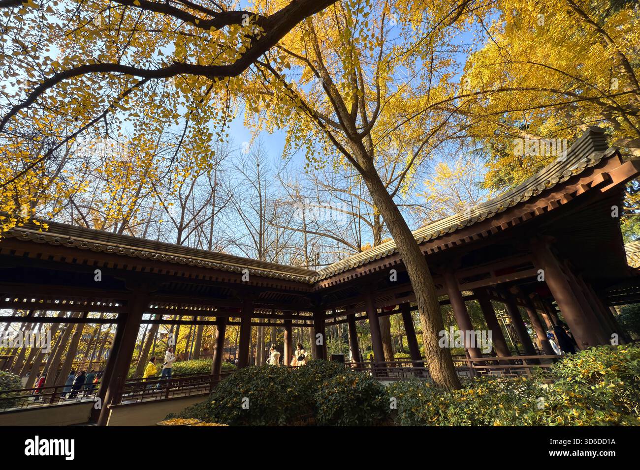 Golden ginkgo trees outside of the Tang Ci’en Temple Heritage Park in ...