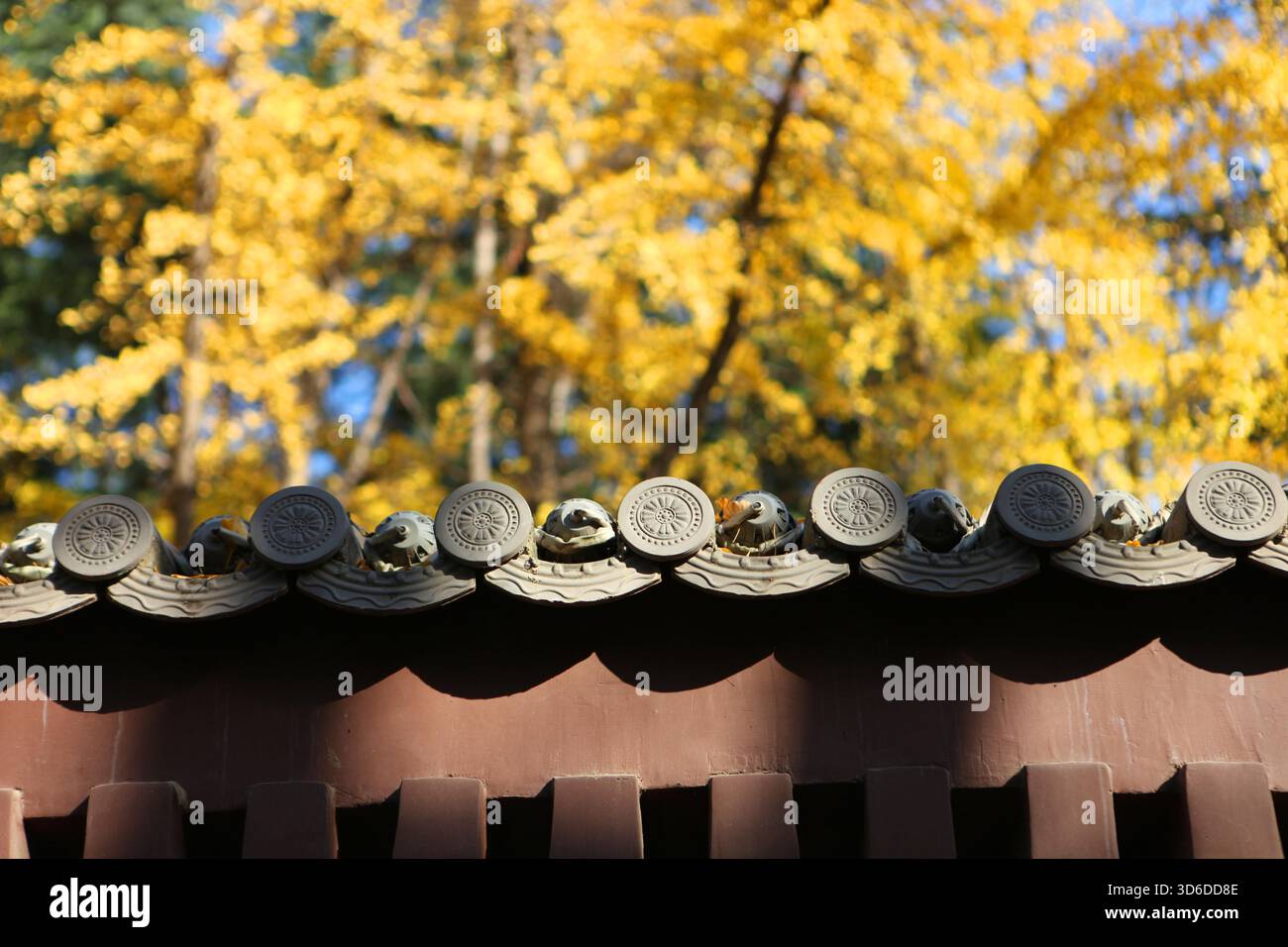 Golden ginkgo trees outside of the Tang Ci’en Temple Heritage Park in ...