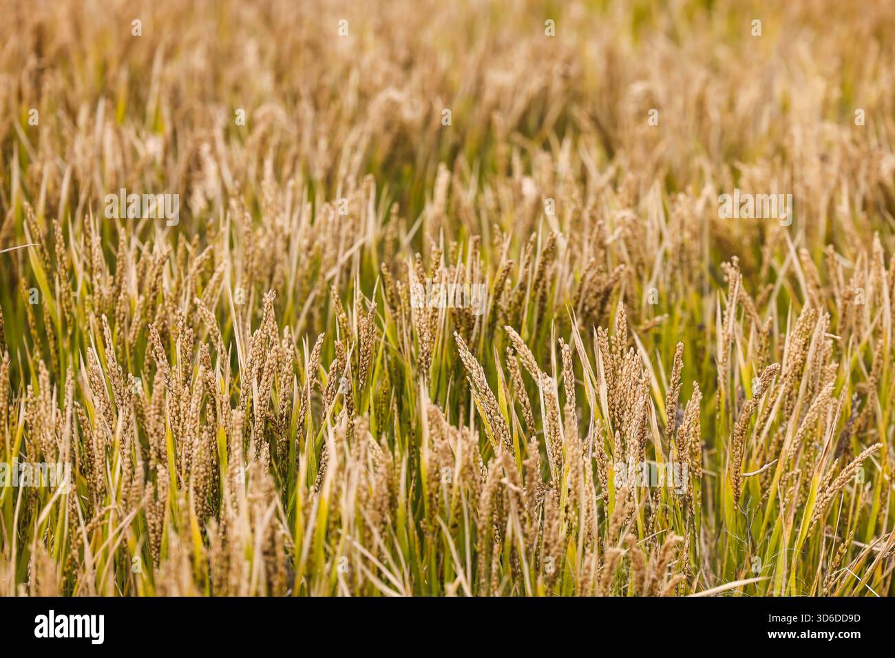 Farmers harvest upland rice in the field in Qingdao City, east China's ...