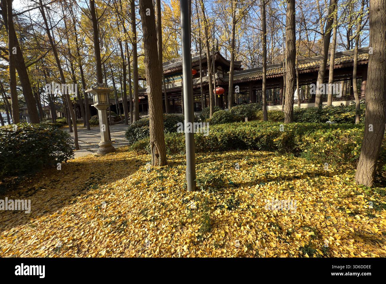 Golden ginkgo trees outside of the Tang Ci’en Temple Heritage Park in ...