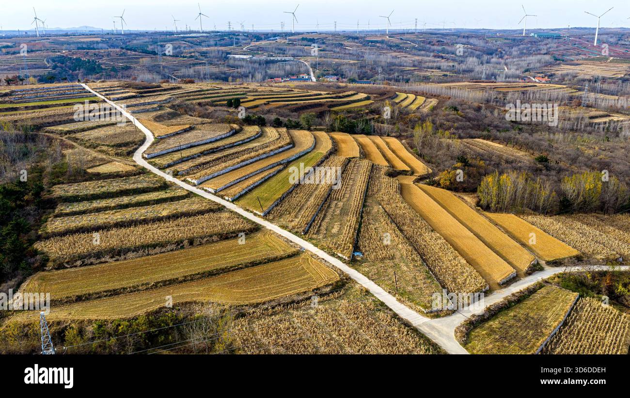 Aerial photo shows the early winter scenery of terraced fields in ...