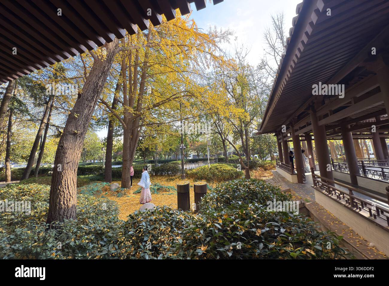Golden ginkgo trees outside of the Tang Ci’en Temple Heritage Park in ...