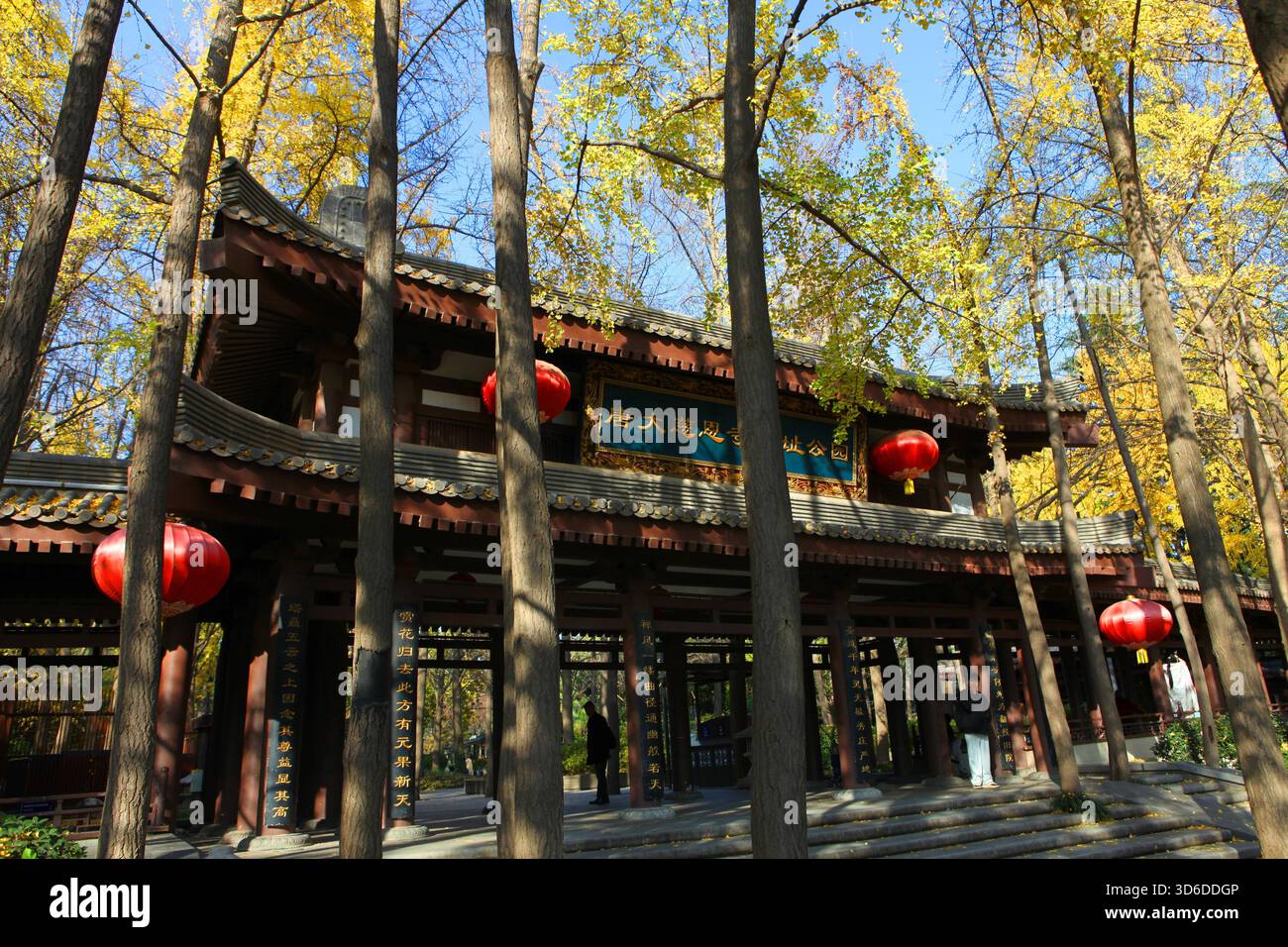 Golden ginkgo trees outside of the Tang Ci’en Temple Heritage Park in ...