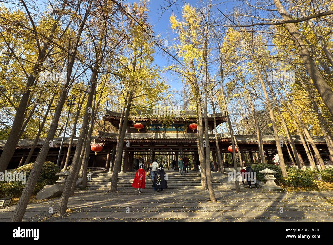 Golden ginkgo trees outside of the Tang Ci’en Temple Heritage Park in ...