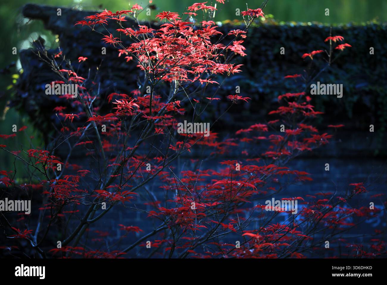 Maple trees in Huai'an City, east China's Jiangsu Province, 17 November ...