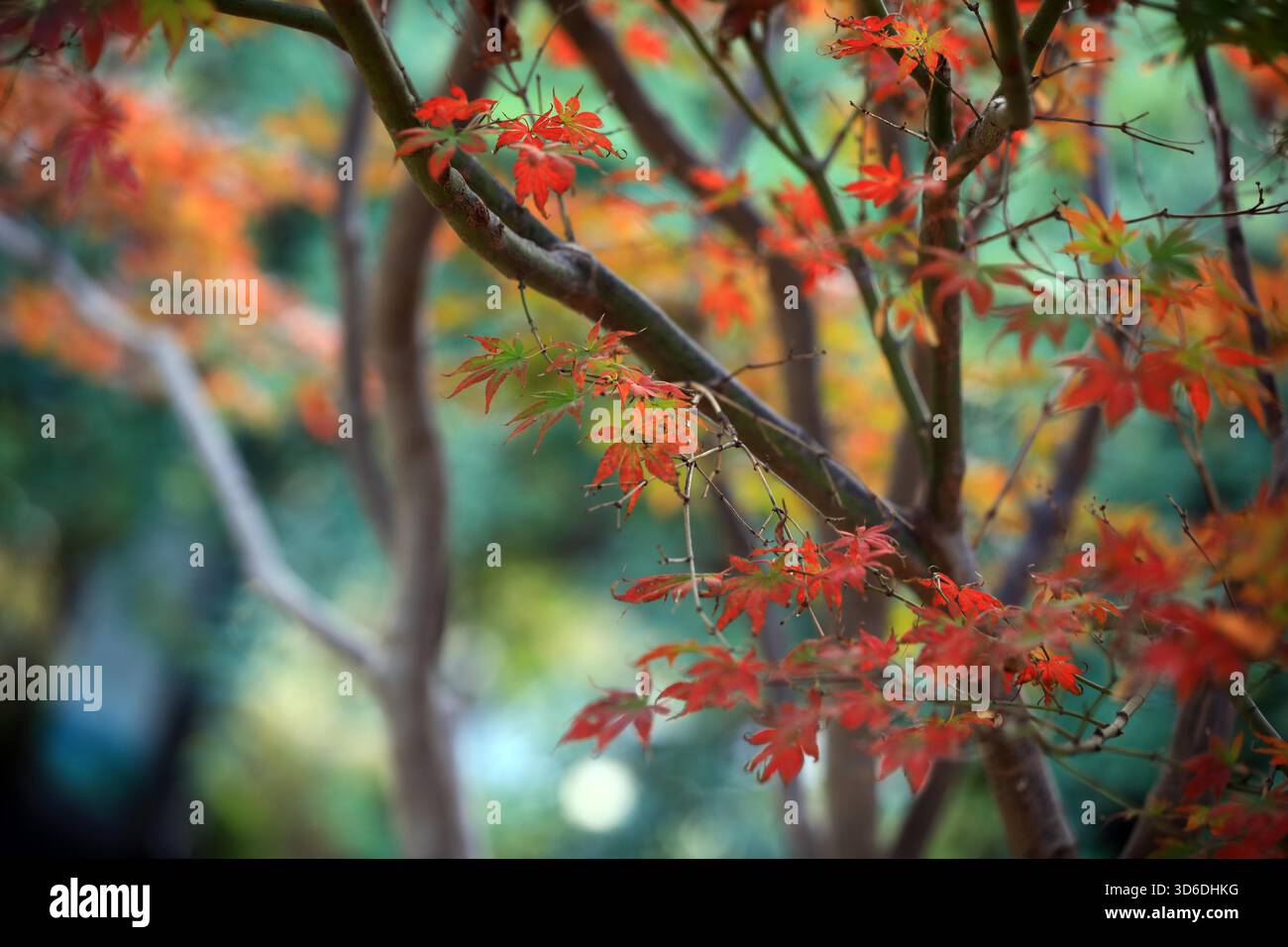 Maple trees in Huai'an City, east China's Jiangsu Province, 17 November ...