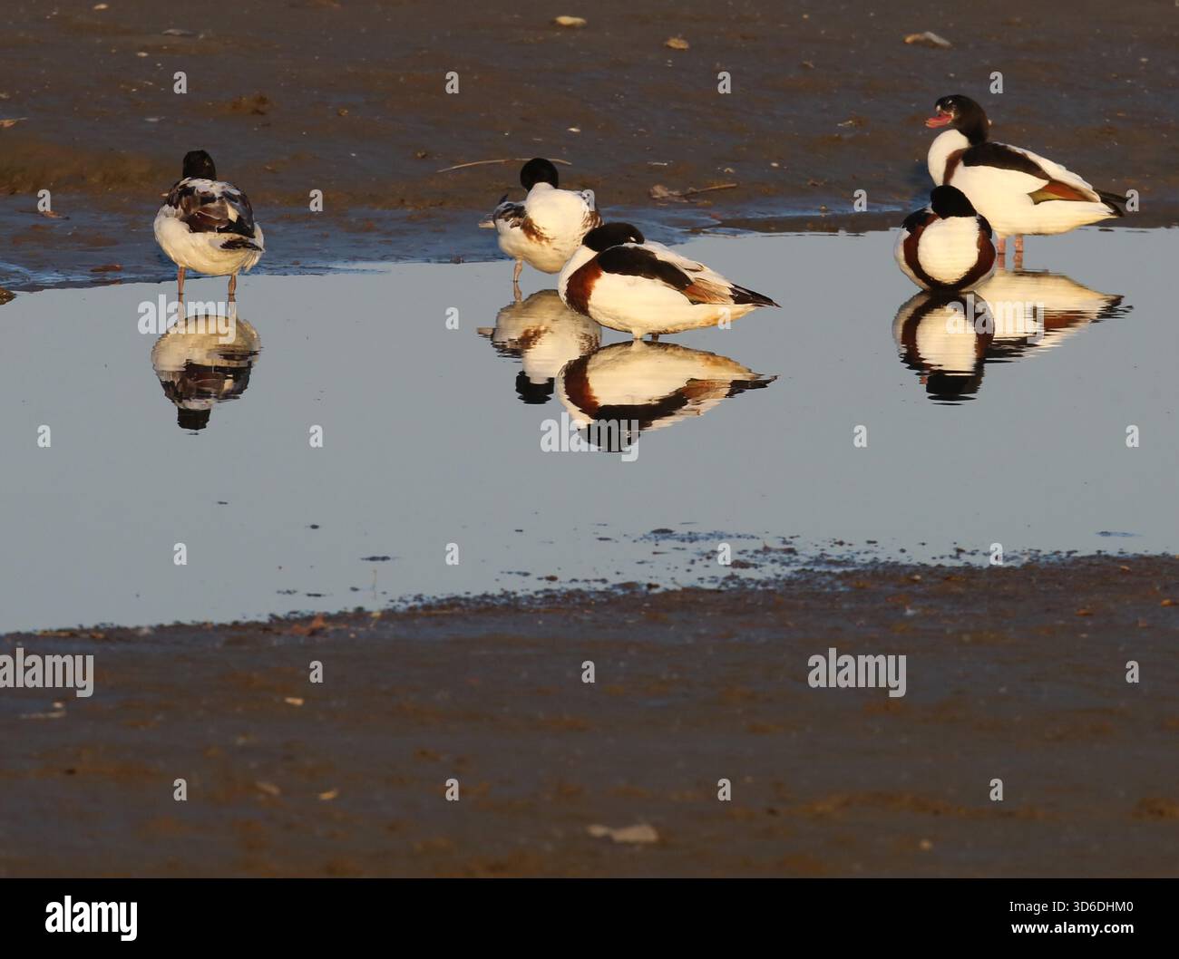 Early winter scenery at a birdwatching wetland in Beidaihe District ...