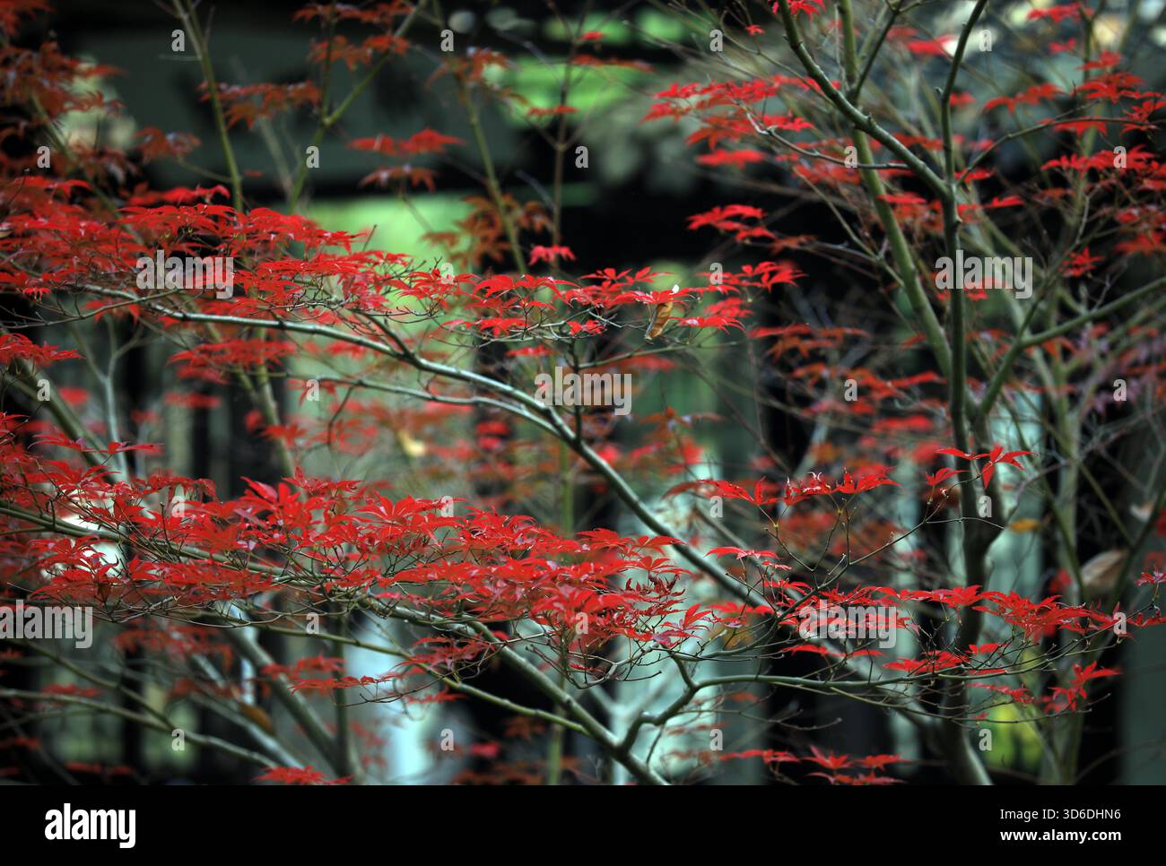 Maple trees in Huai'an City, east China's Jiangsu Province, 17 November ...