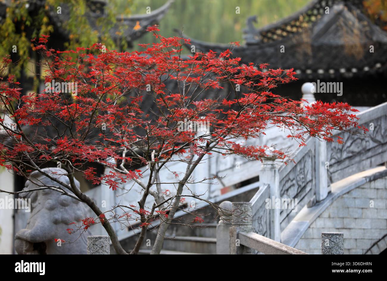 Maple trees in Huai'an City, east China's Jiangsu Province, 17 November ...