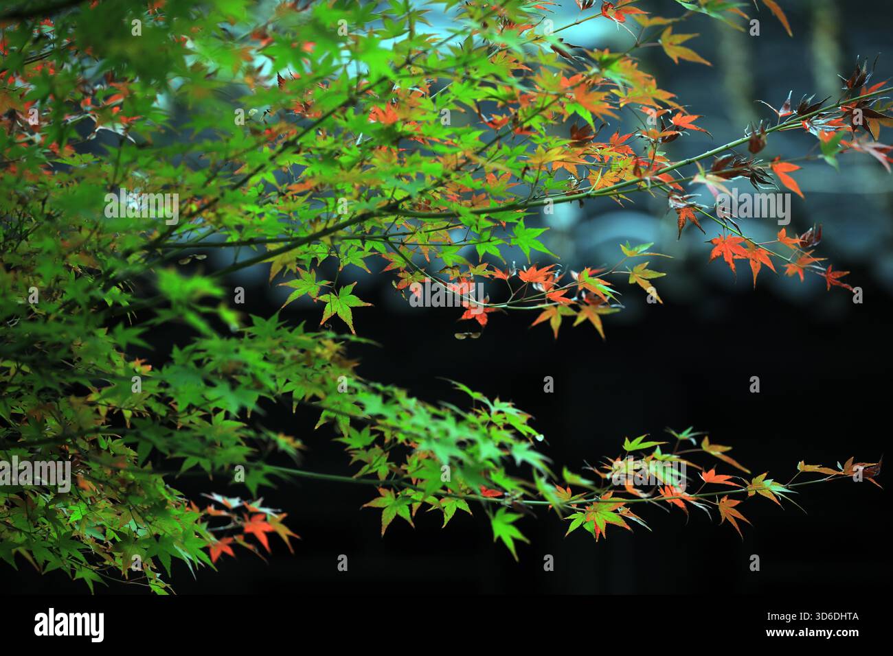 Maple trees in Huai'an City, east China's Jiangsu Province, 17 November ...