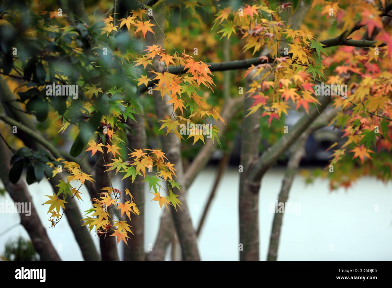 Maple trees in Huai'an City, east China's Jiangsu Province, 17 November ...