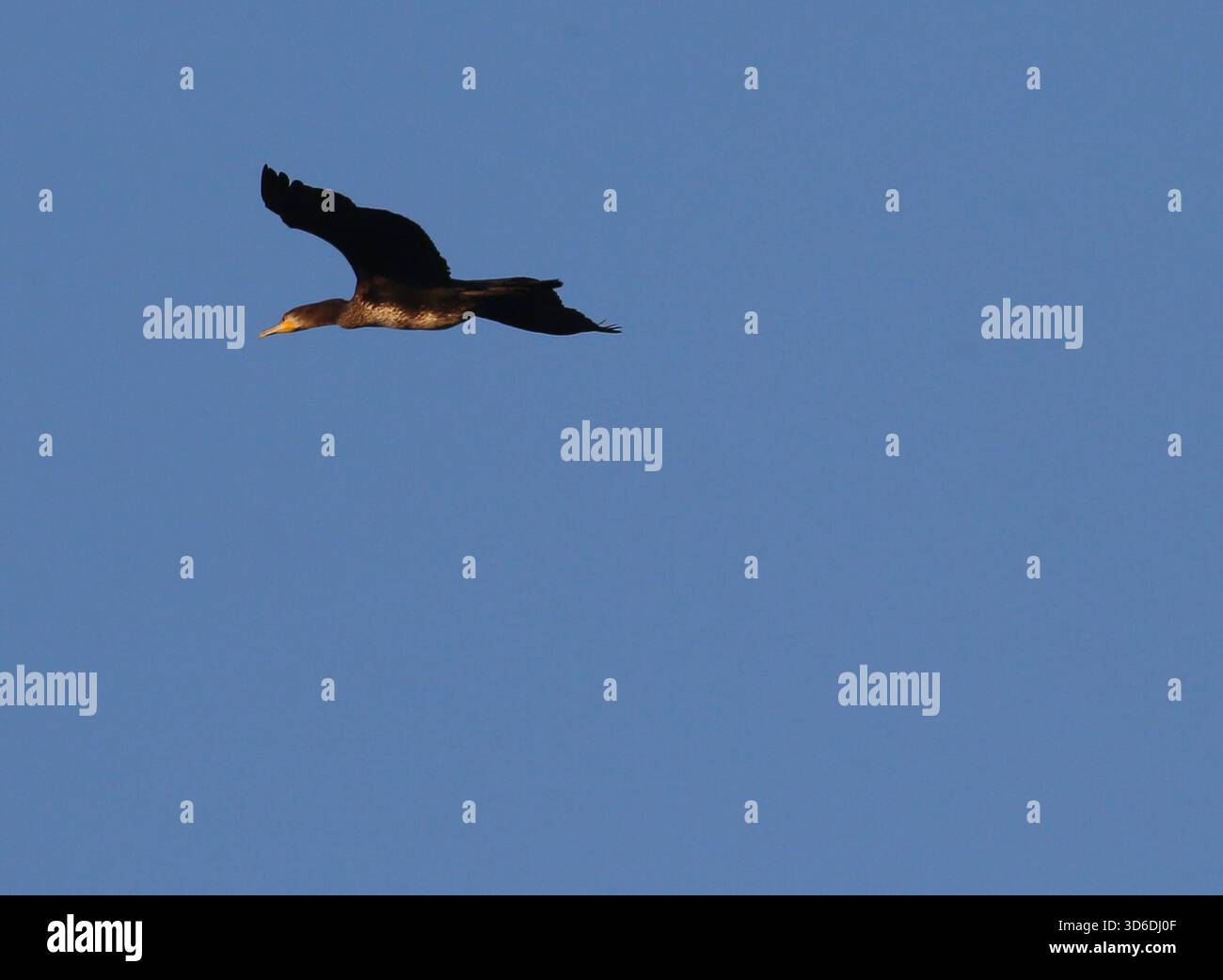 Early winter scenery at a birdwatching wetland in Beidaihe District ...