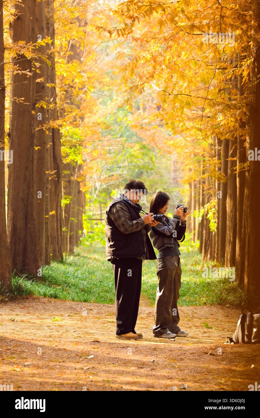Metasequoia forest enters the best viewing time at a park in Rizhao ...