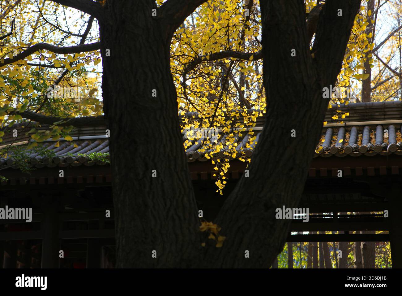 Golden ginkgo trees outside of the Tang Ci’en Temple Heritage Park in ...