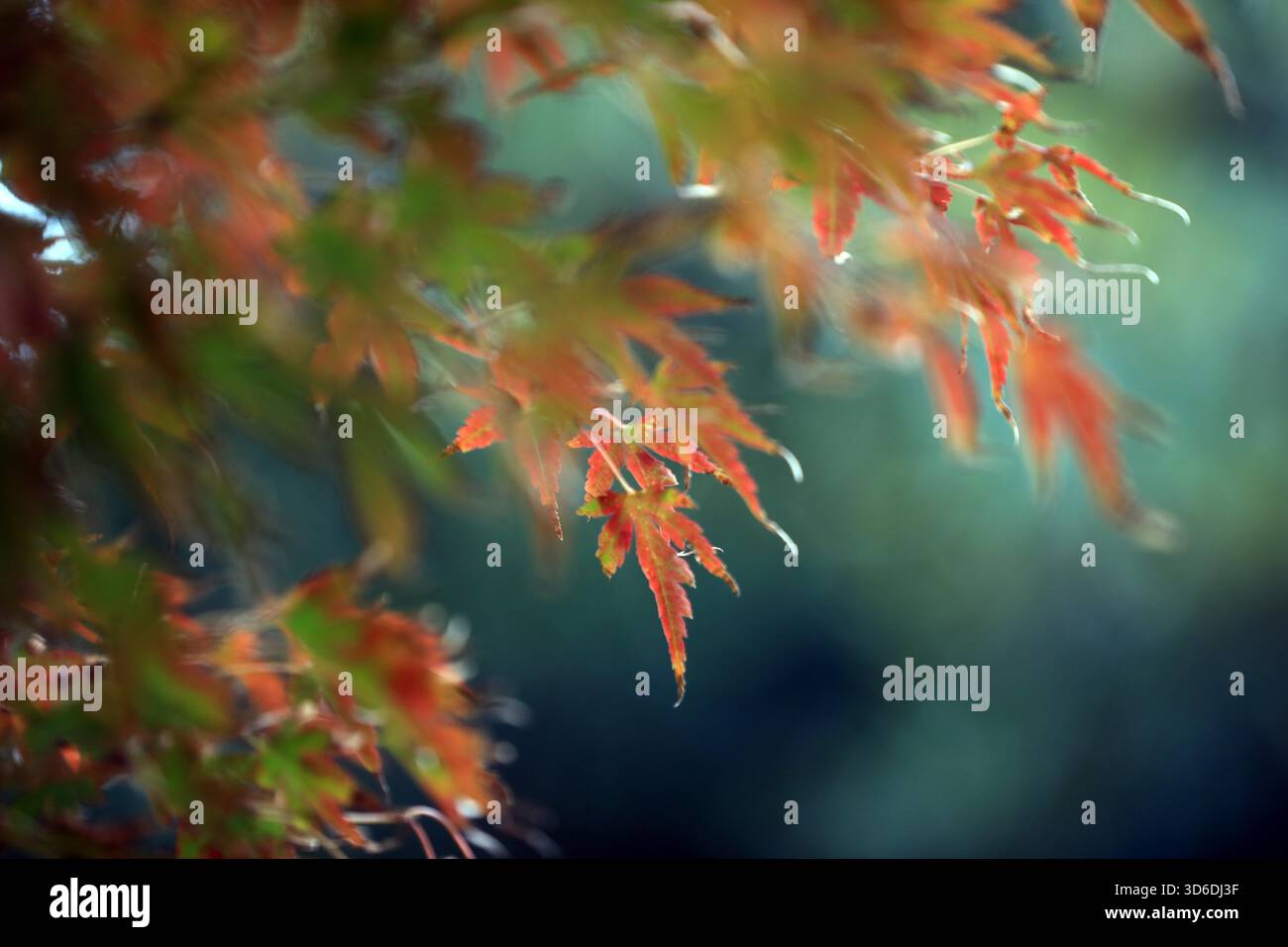 Maple trees in Huai'an City, east China's Jiangsu Province, 17 November ...