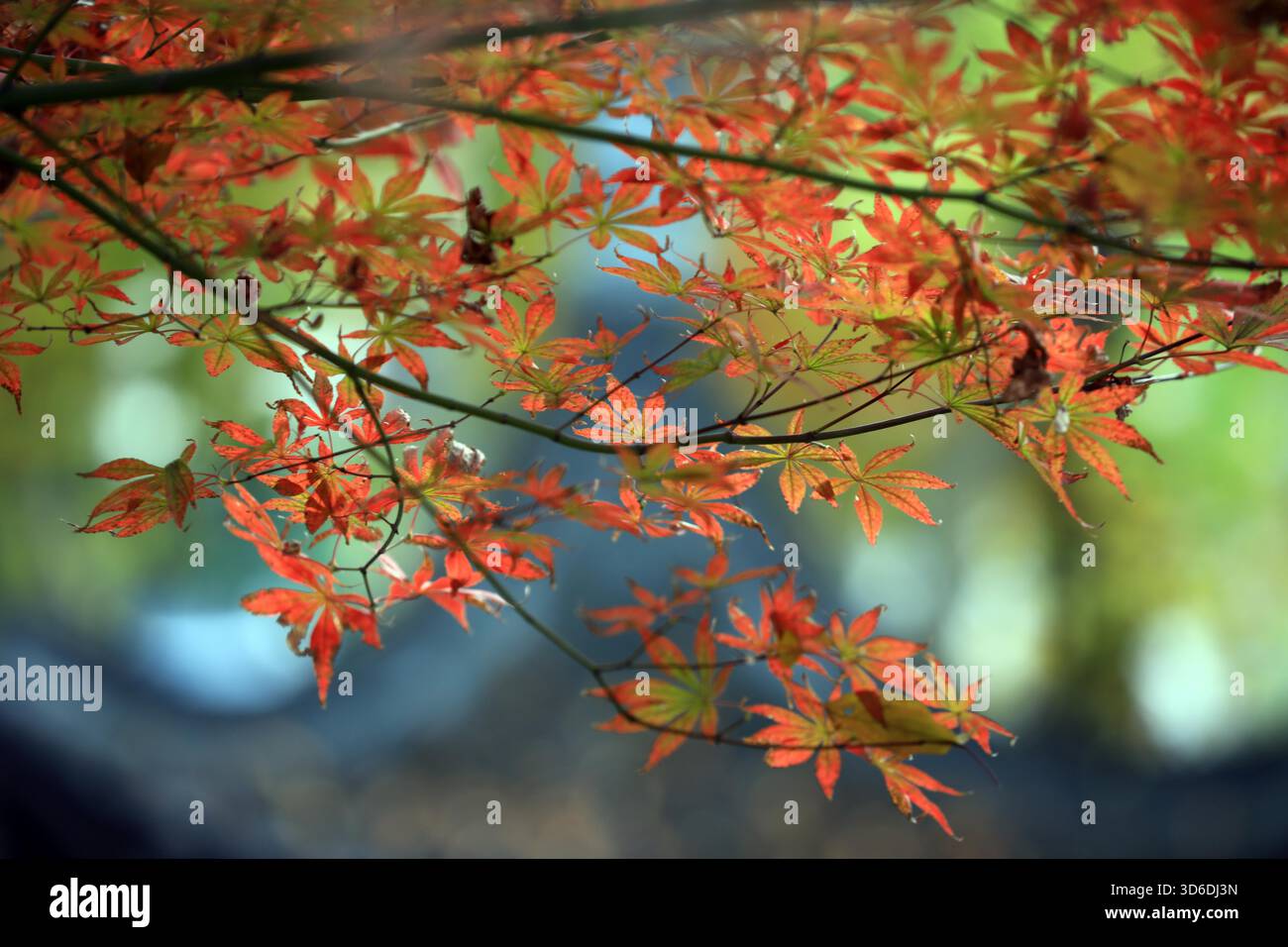 Maple trees in Huai'an City, east China's Jiangsu Province, 17 November ...
