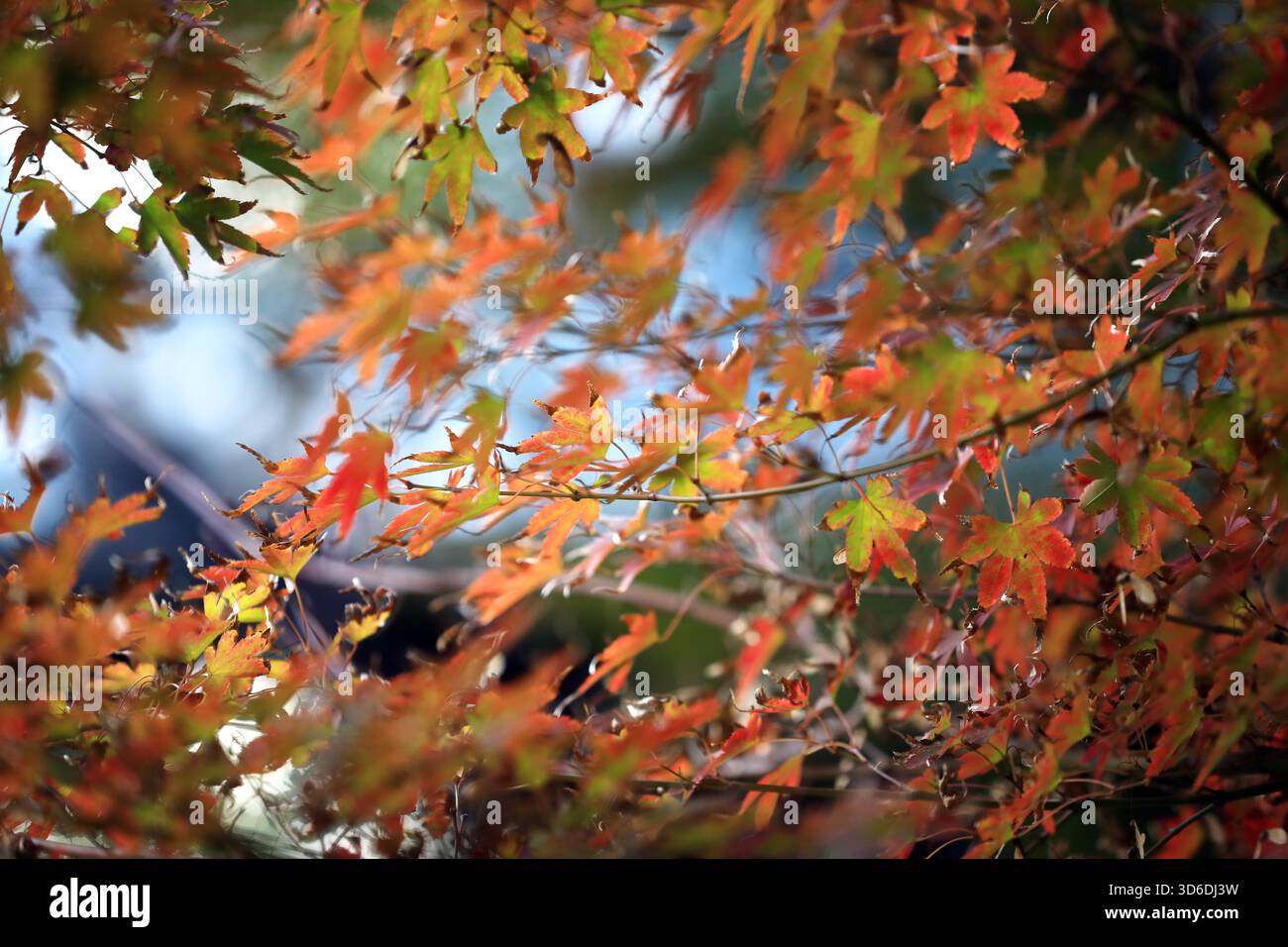 Maple trees in Huai'an City, east China's Jiangsu Province, 17 November ...