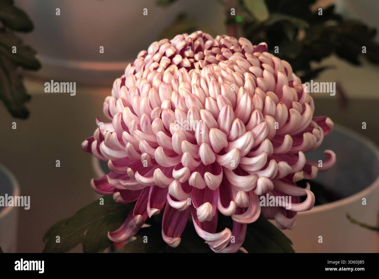 Aerial photo shows the colorful chrysanthemum in Sheyang County ...