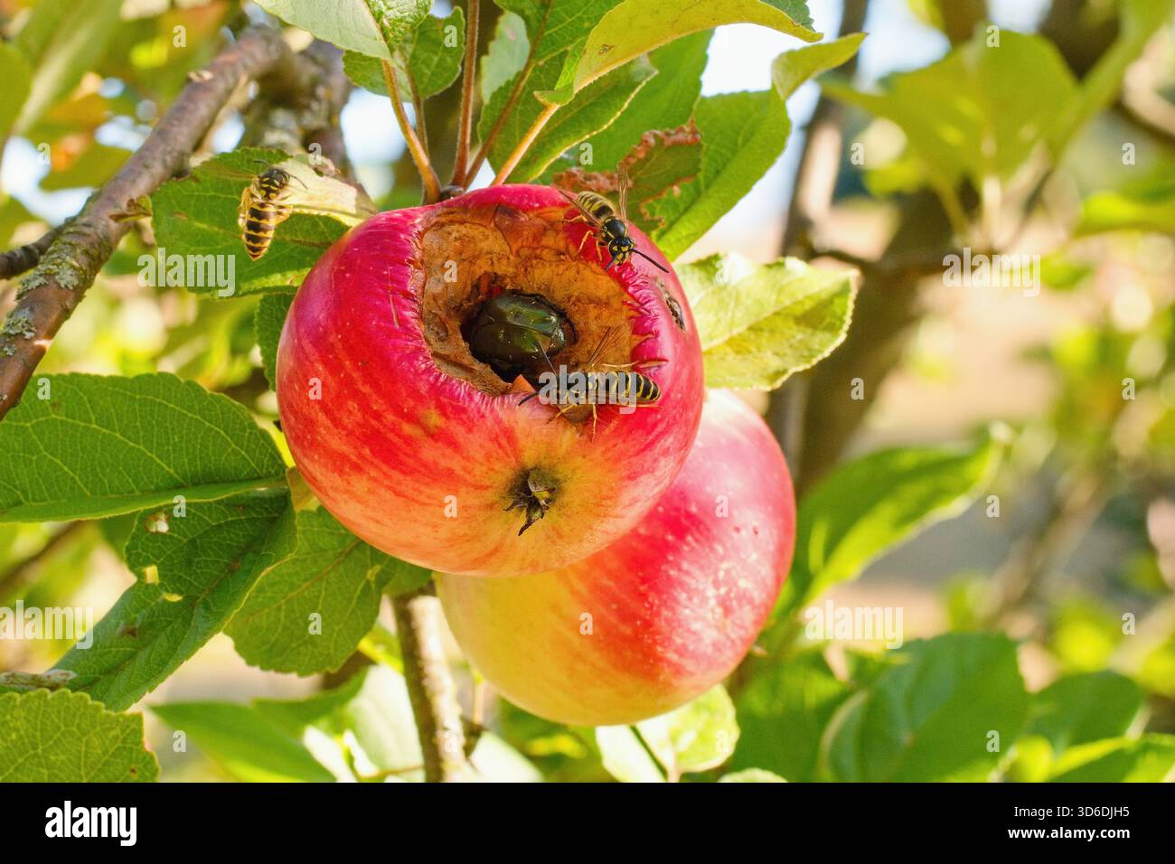 Wasps and beetle damaging ripe apple in the orchard Stock Photo - Alamy