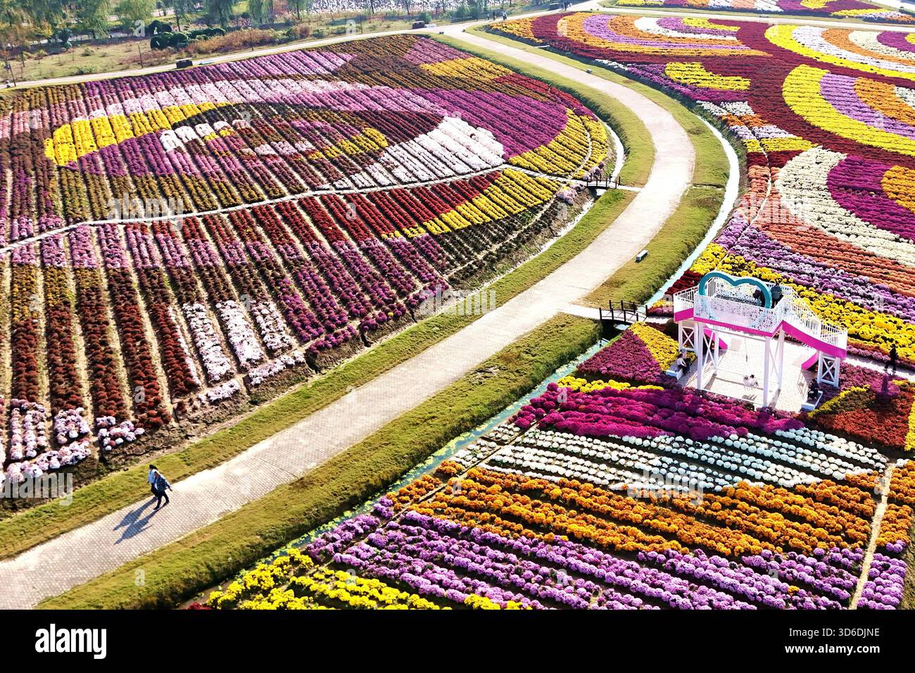 Aerial photo shows the colorful chrysanthemum in Sheyang County ...