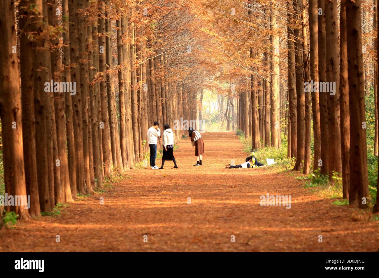 People enjoy early winter scenery at a forest park in Rizhao City, east ...